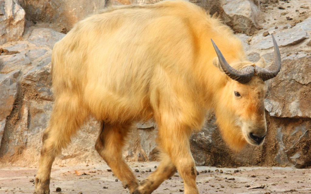 Takin, The national animal of Bhutan | Observation of Taking during ...